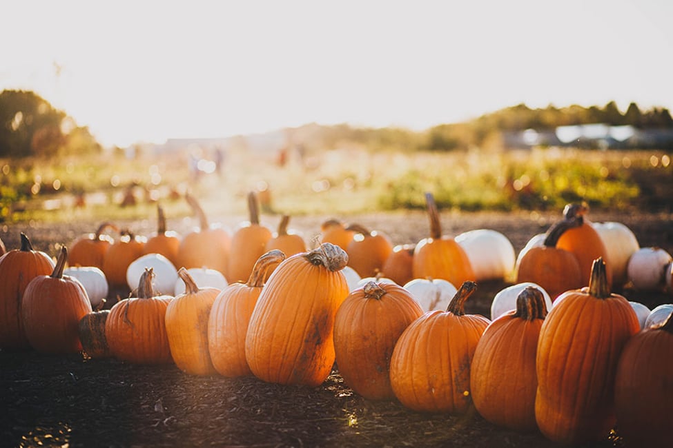 Autumn Appreciation: The Best Toronto Fall Festivals to Attend